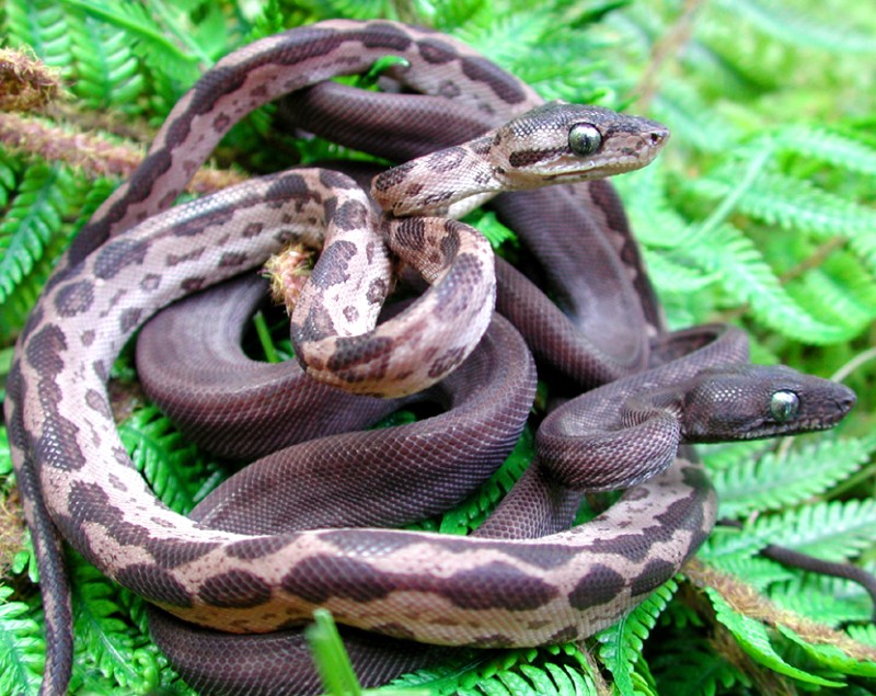 Most Amazing: Emerald Tree Boa Most Beautiful Snake