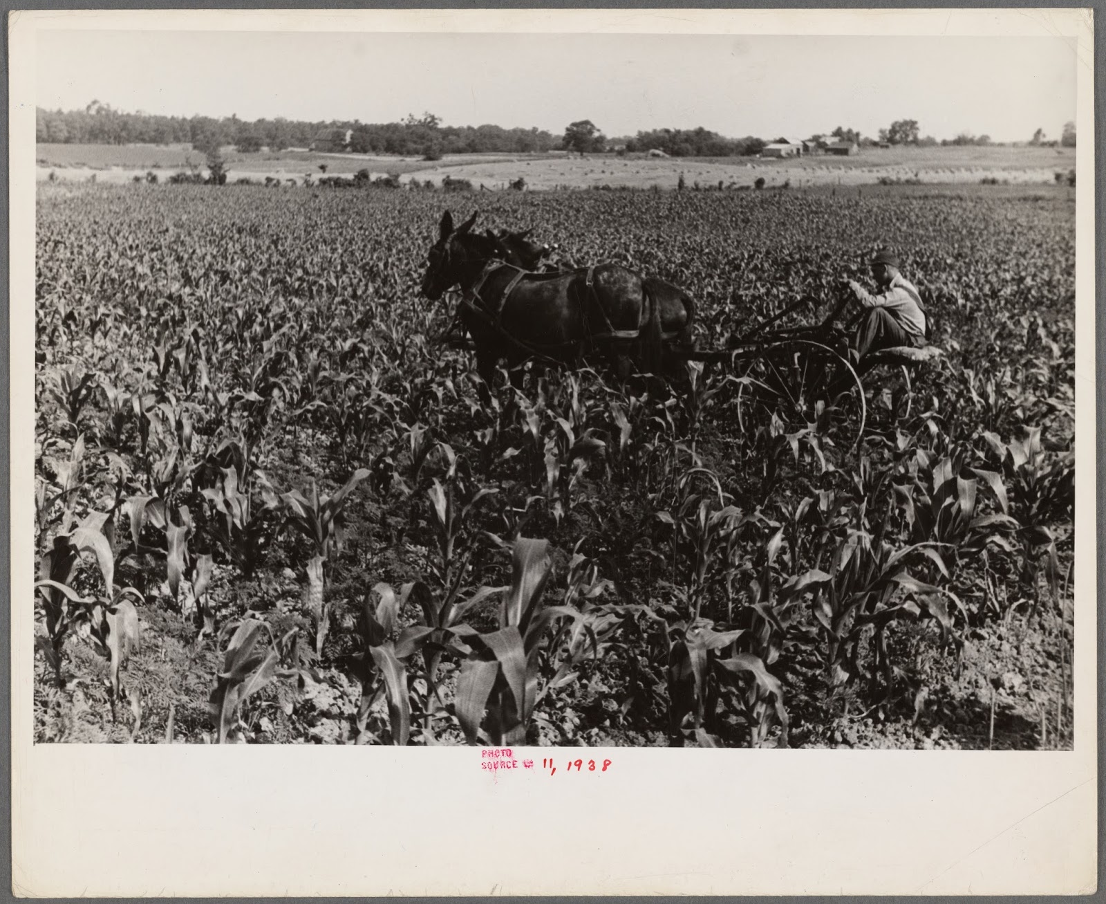 1938 Ohio Corn Cultivating | Big Picture Agriculture