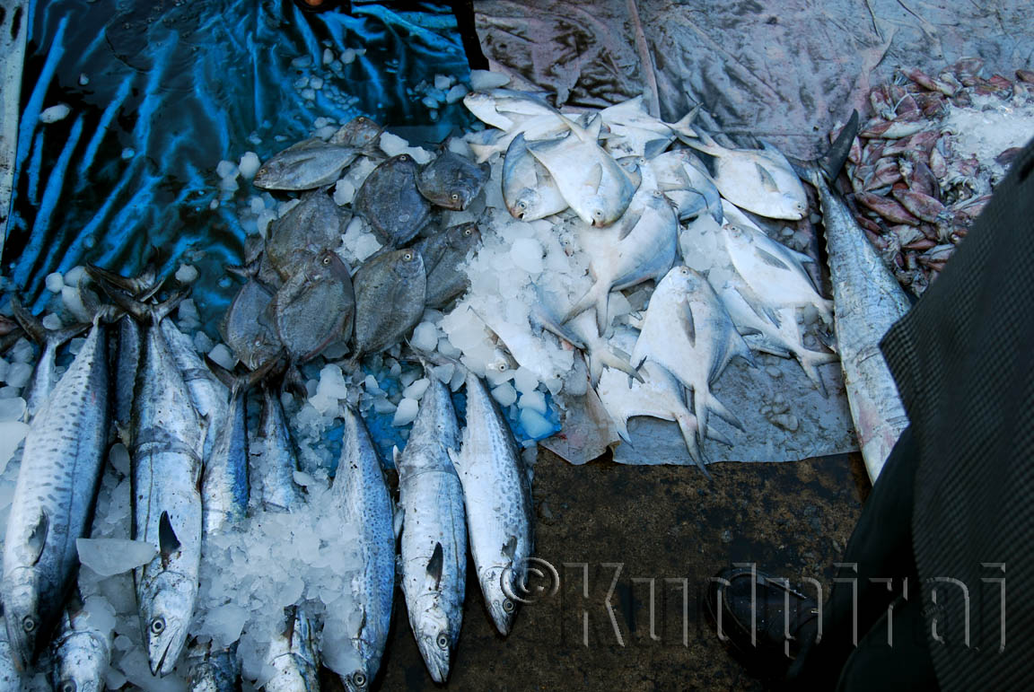 Kudpiraj's Garam Tawa: Fishing in Mangalore