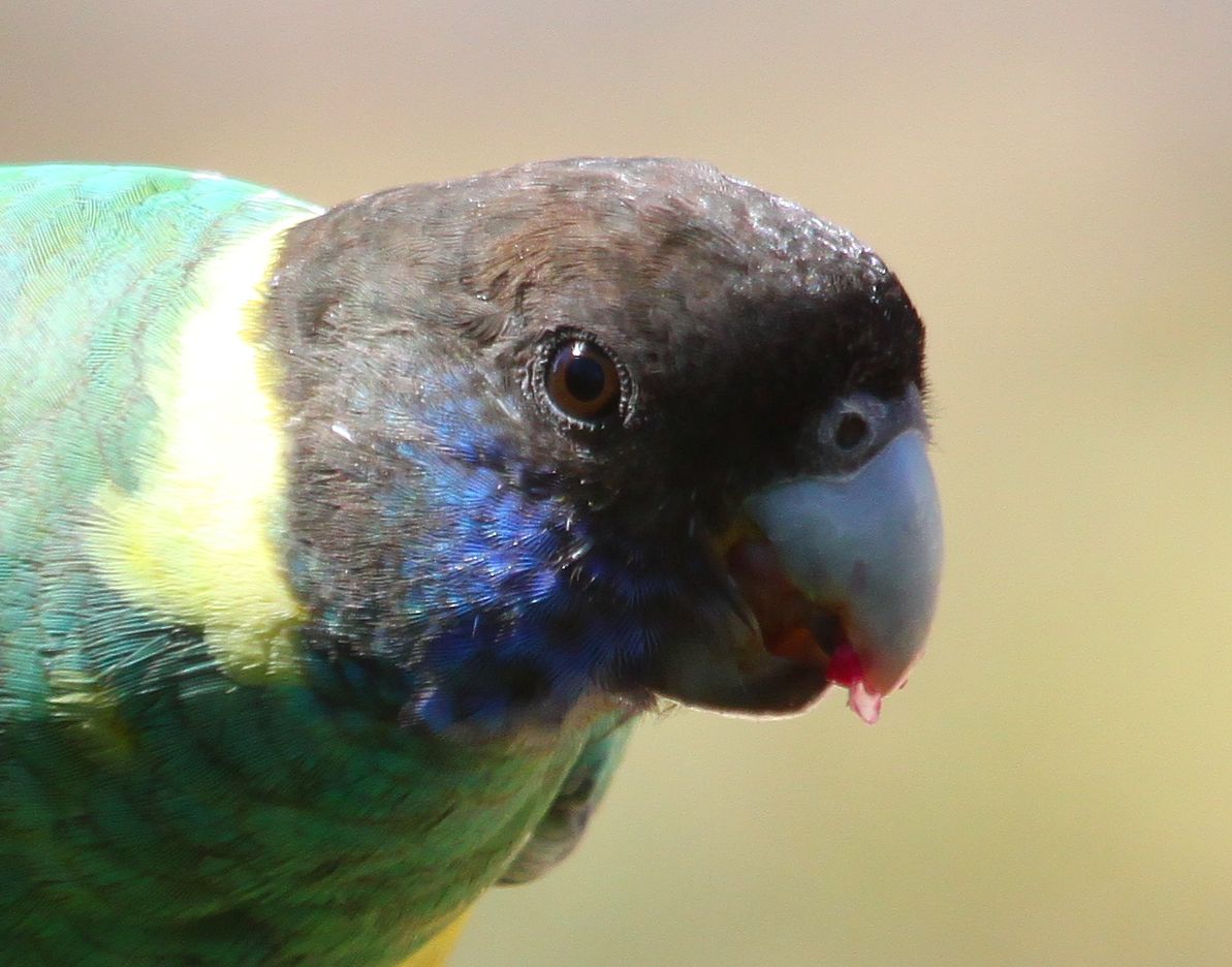 Richard Waring's Birds of Australia: Australian Ringneck - photos