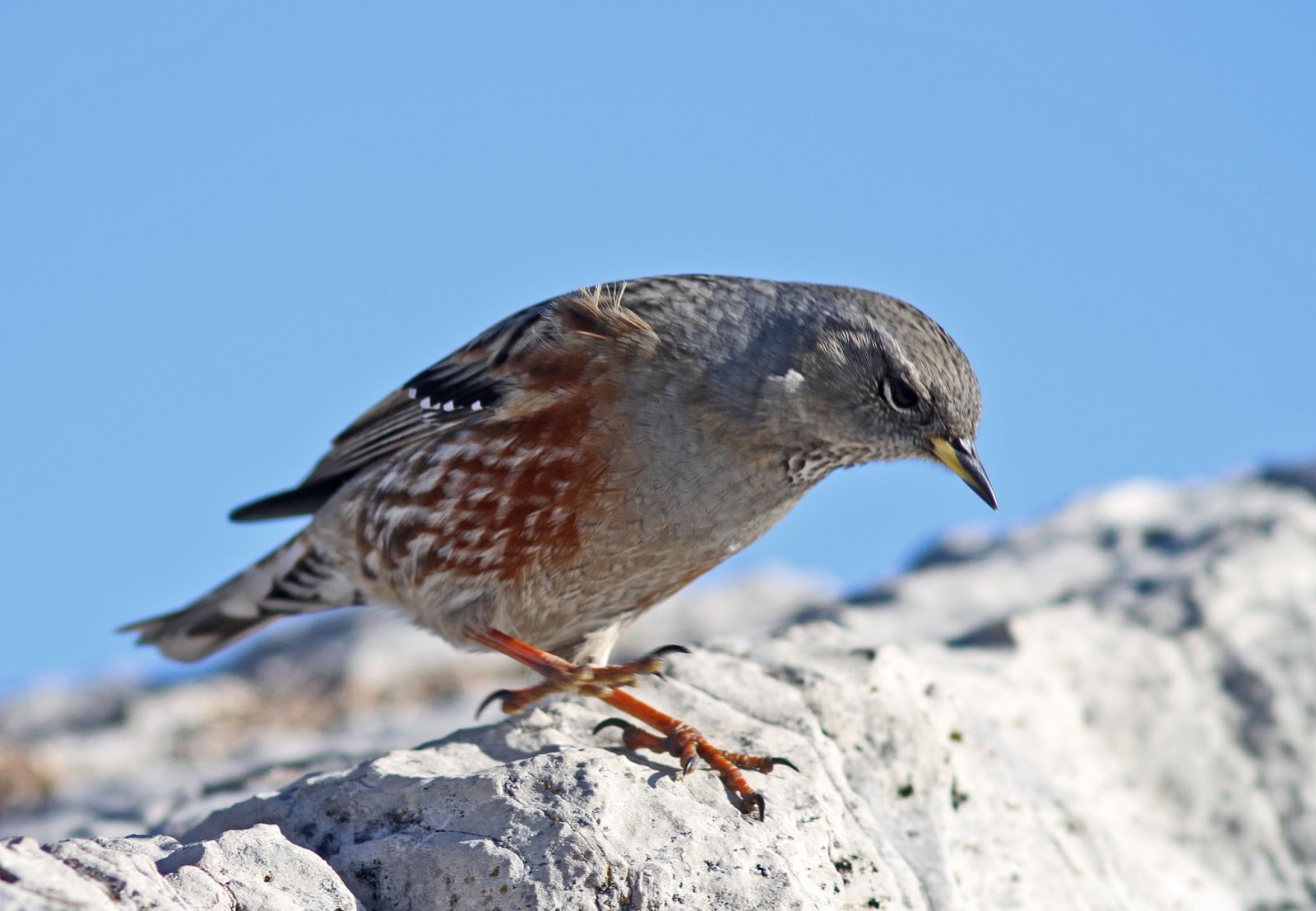 birdphotobrianza: Sordone in vetta alla Grignetta Lecco