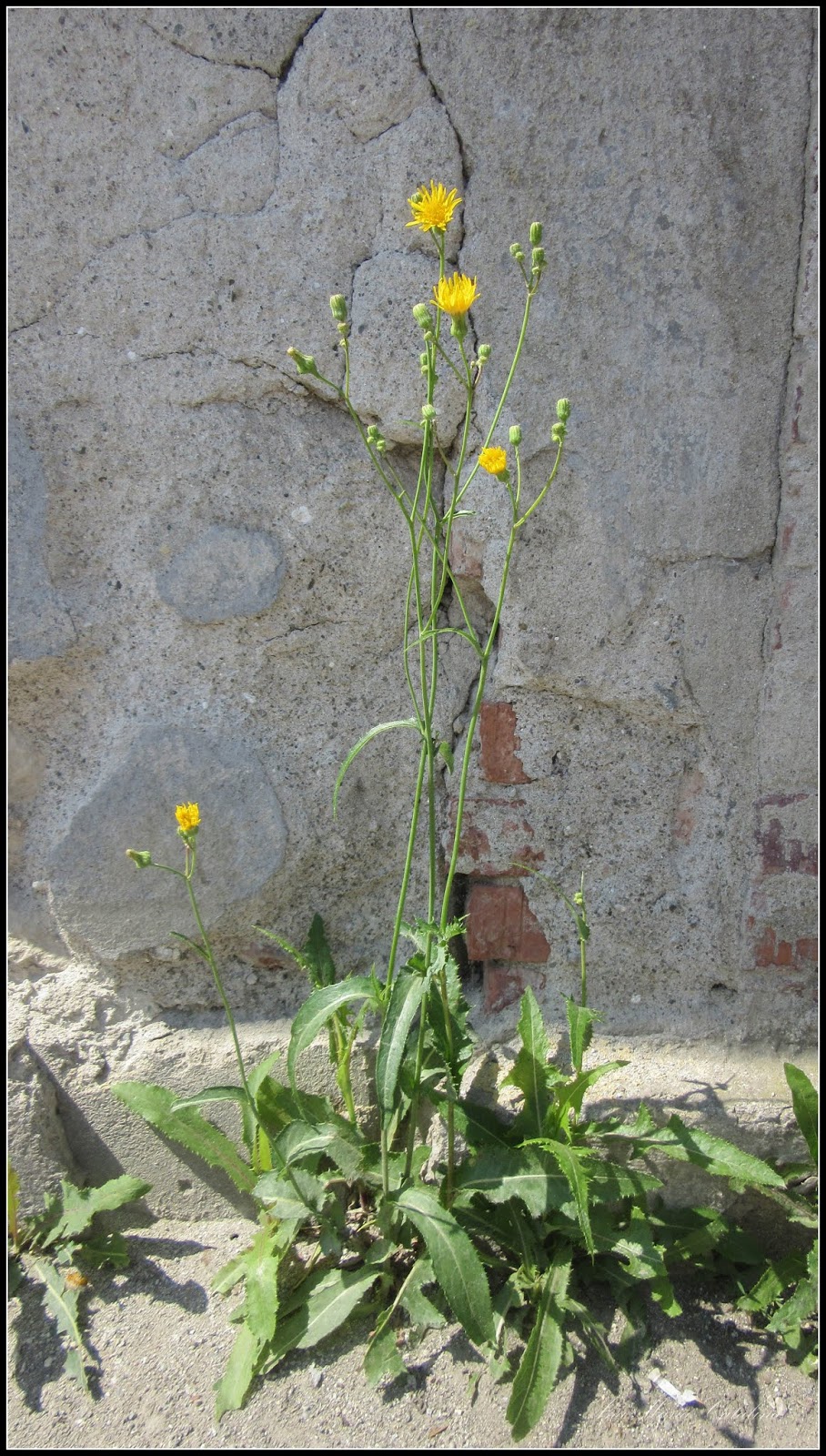 Lumea văzută din Turda: Susai (Sonchus arvensis si Lactuca serriola L)