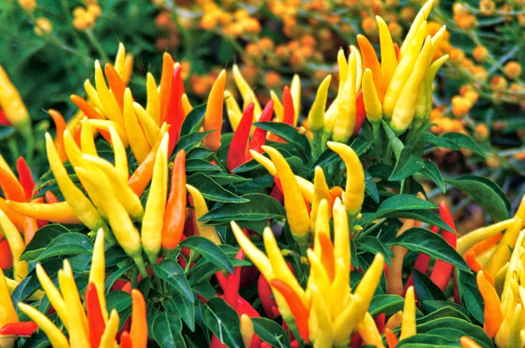 Tarım Siteniz: Haziran 2014