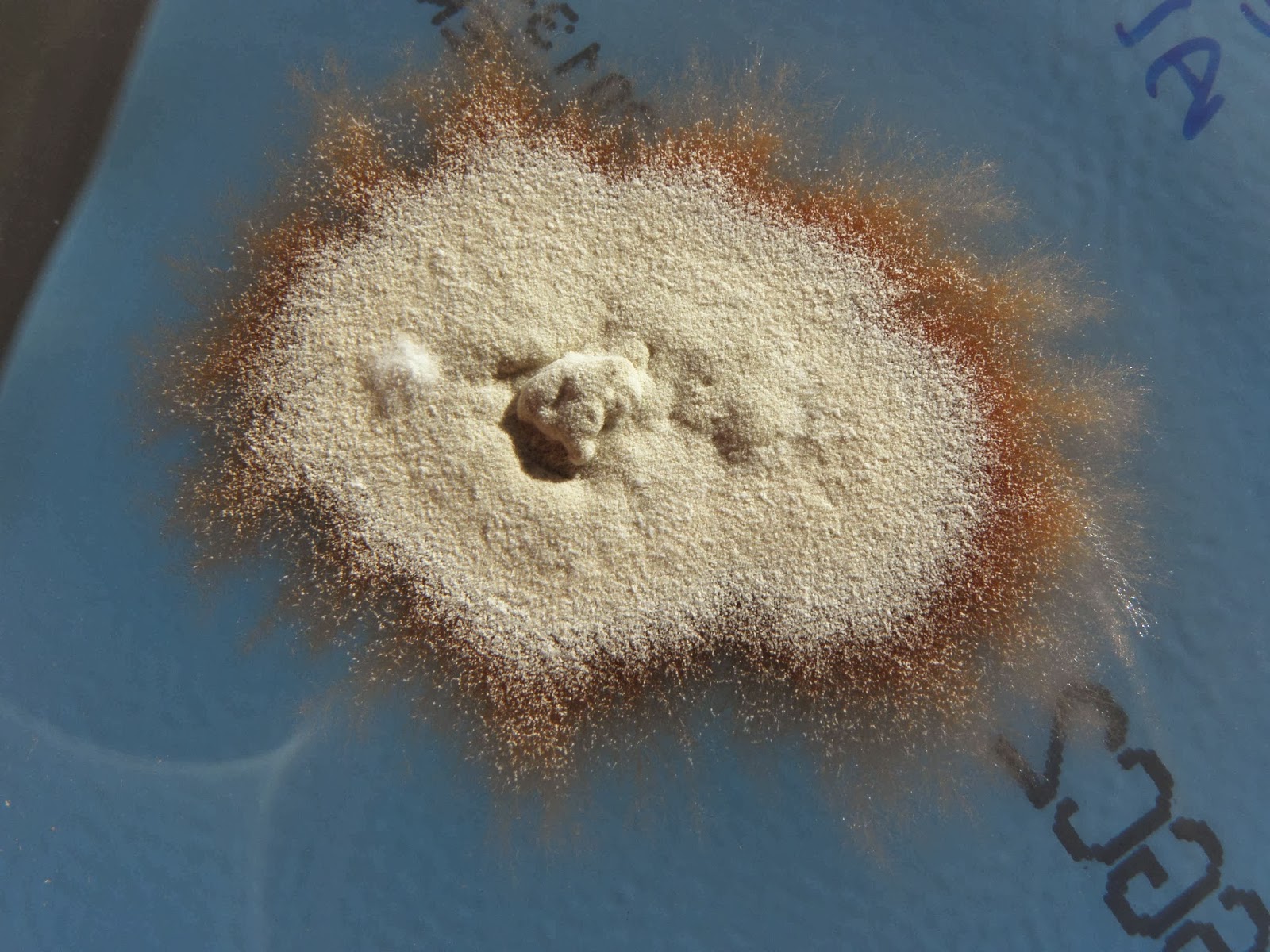 ATLAS MICOLOGIA: TRICHOPHYTON VERRUCOSUM