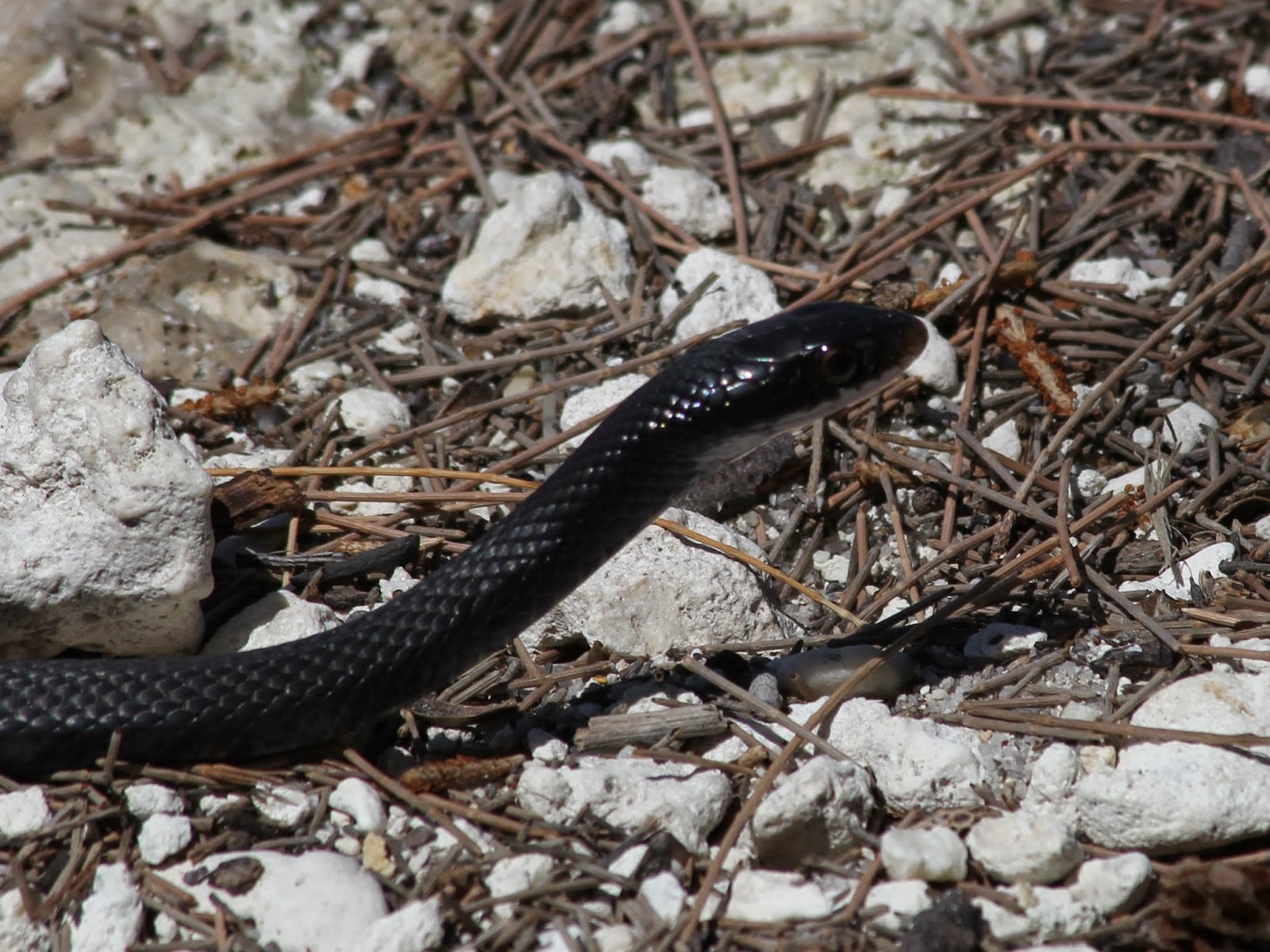 Visions From Key West