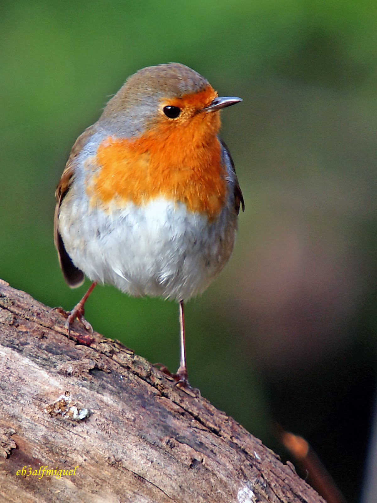 Miguel fotografia: Petirrojo europeo (Erithacus rubecula)