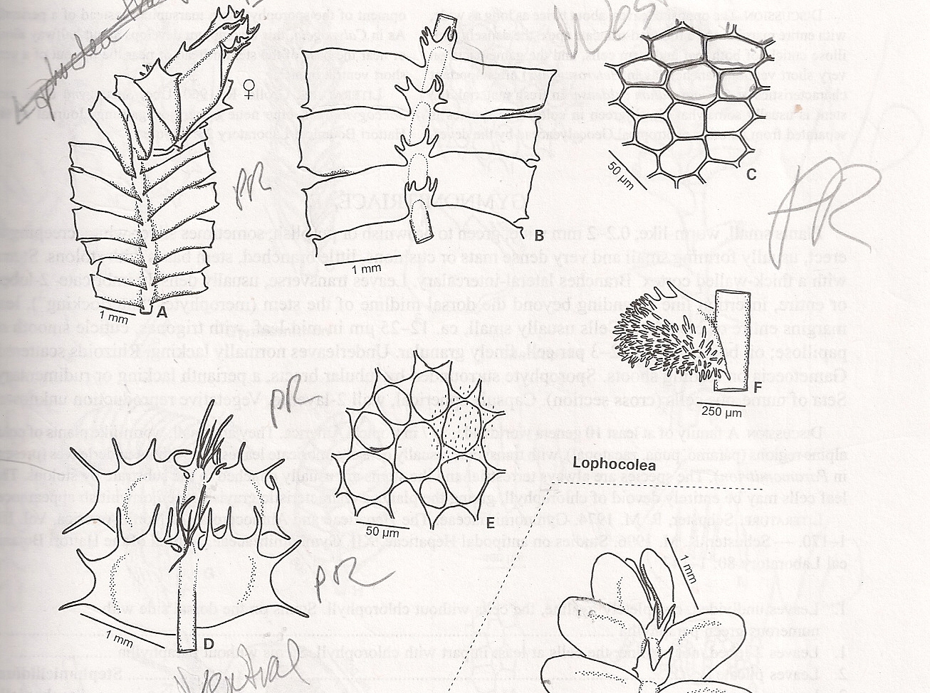 Flora de Puerto Rico Ilustrada Papo Vives: HEPÁTICA FOLIOSA ...
