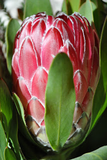 A Passion for Flowers: Autumn Protea Bouquet Recipe