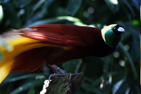 Pasari in lume: Pasărea Paradisului din Bali Pasărea Paradisului este ...
