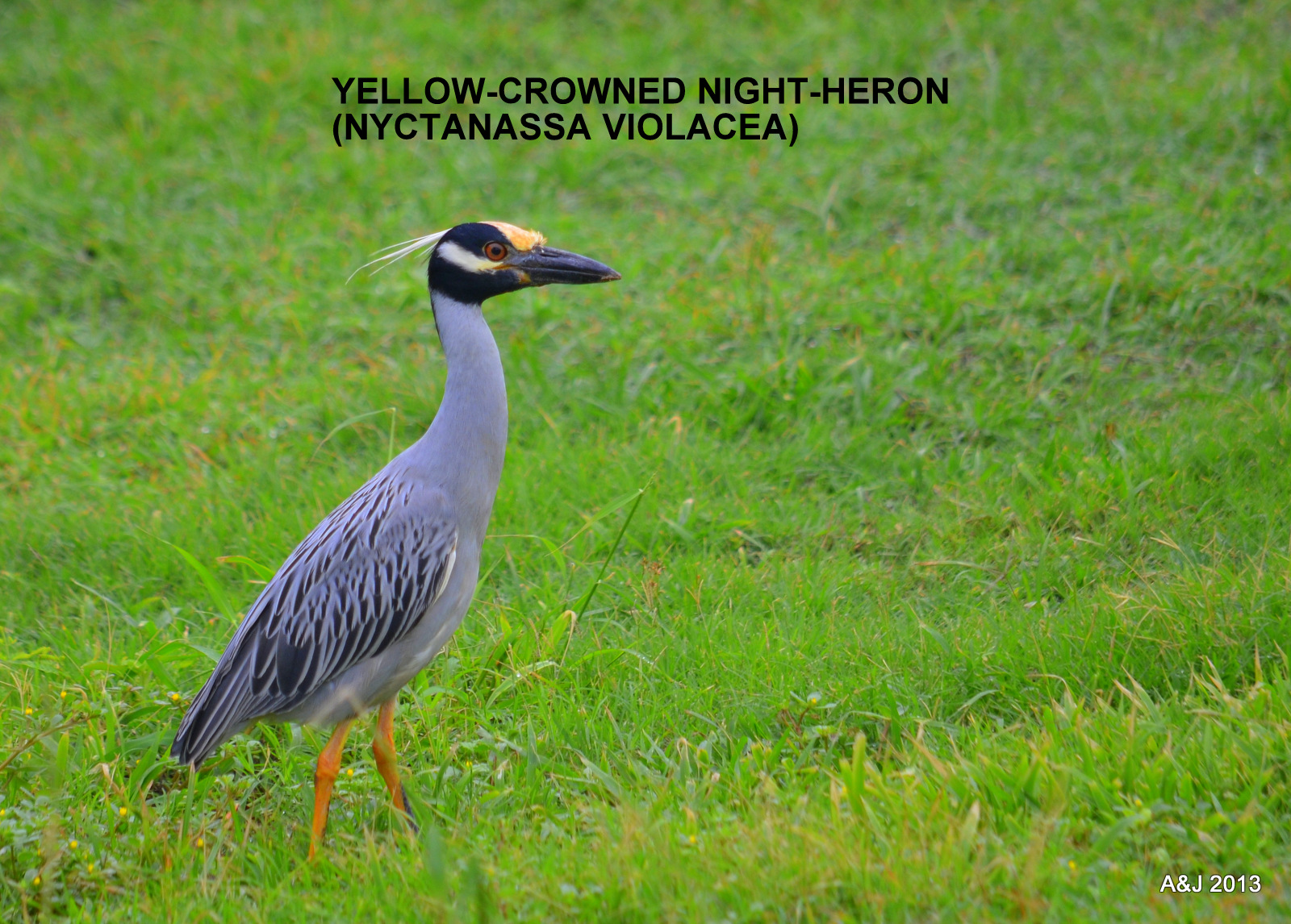 St. Croix, USVI: Birds - a Year of Observation : YOUR EXTENDED DESCRIPTION