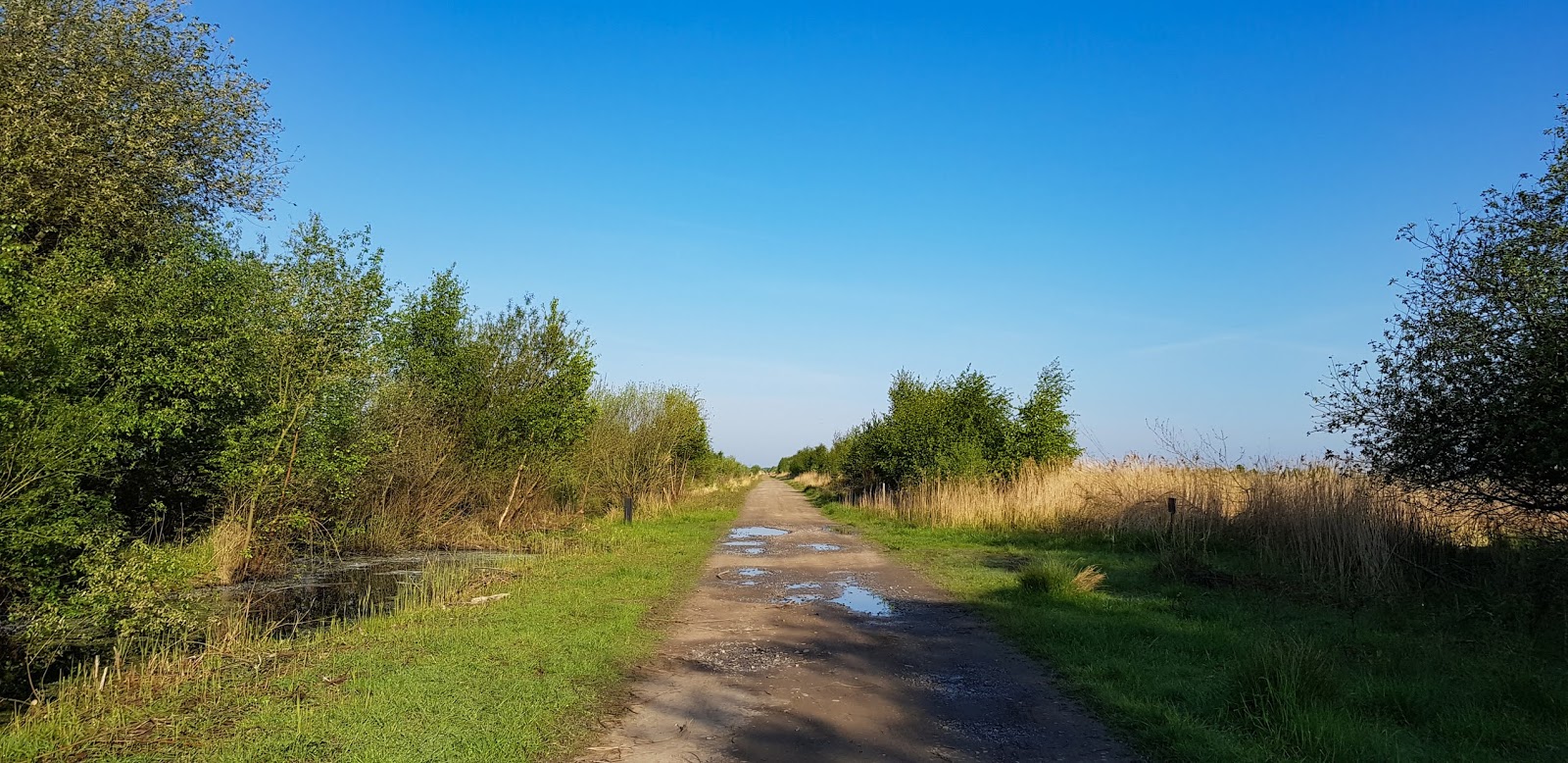 Steve's Birding,Wildlife & Walking Blog: Thorne Moors,Monday 13th May 2019.