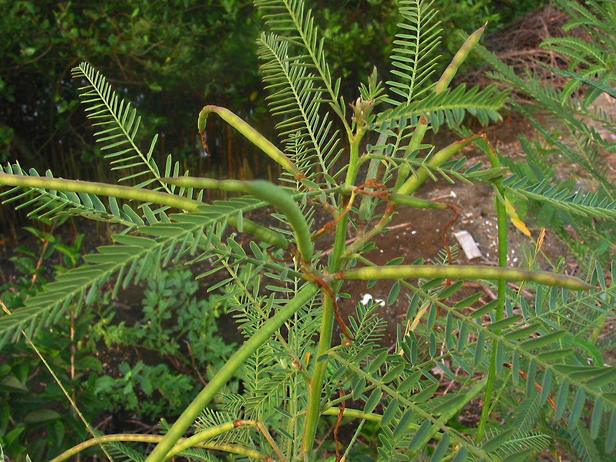 Manipurian: Wild but Edible Plants of Manipur