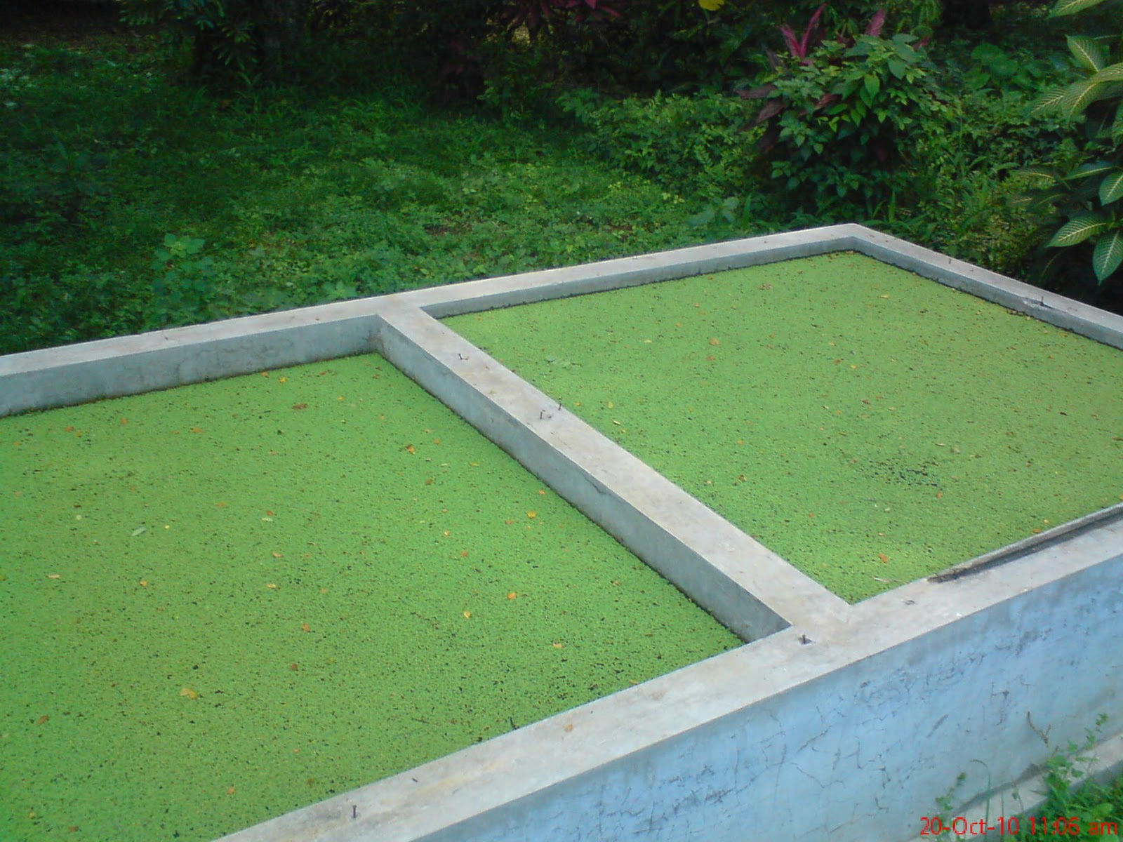 plants: azolla plant