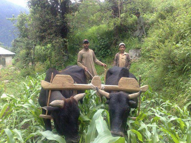 Culture & Civilization of Circle Bakote........ Past and Present in Picture