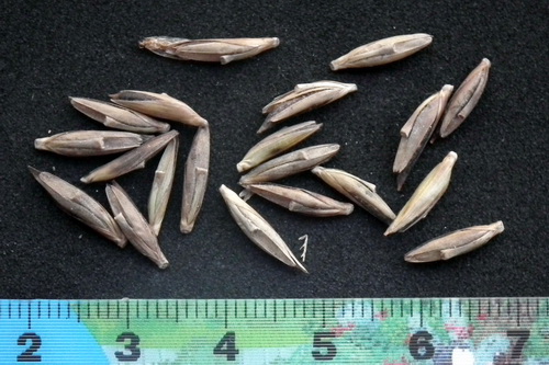 Bambu Indonesia: Bunga dan Buah Bambu