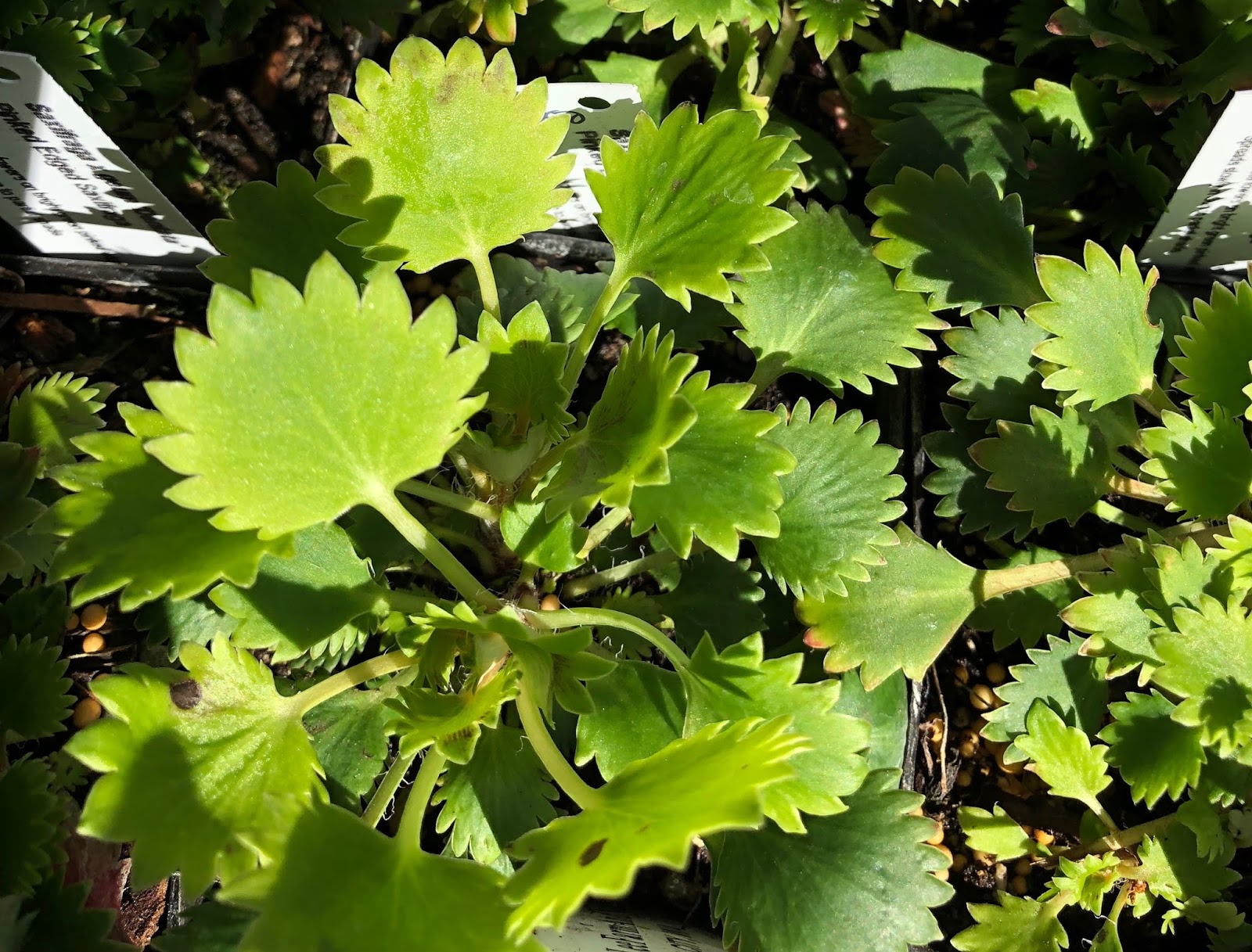 Bonney Lassie: The NHS Spring Ephemeral Plant Sale (And What I Bought)