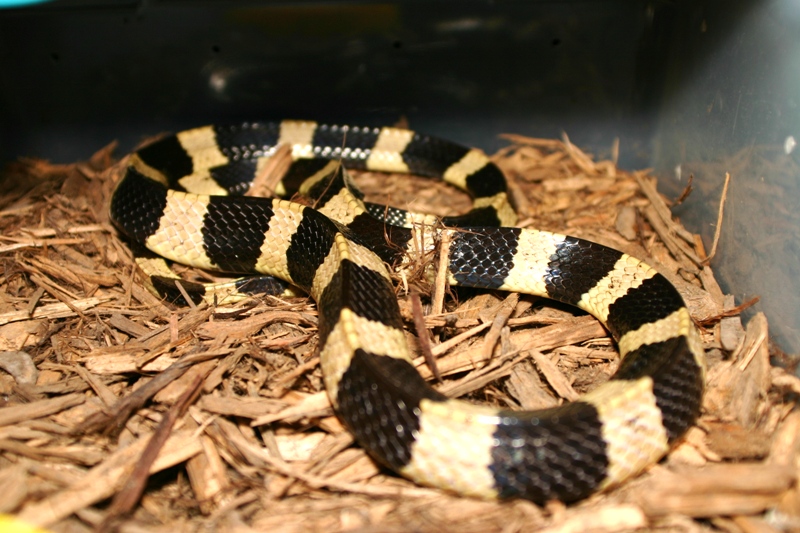 Hewan Reptil - Ular Welang | Susanto Wisata