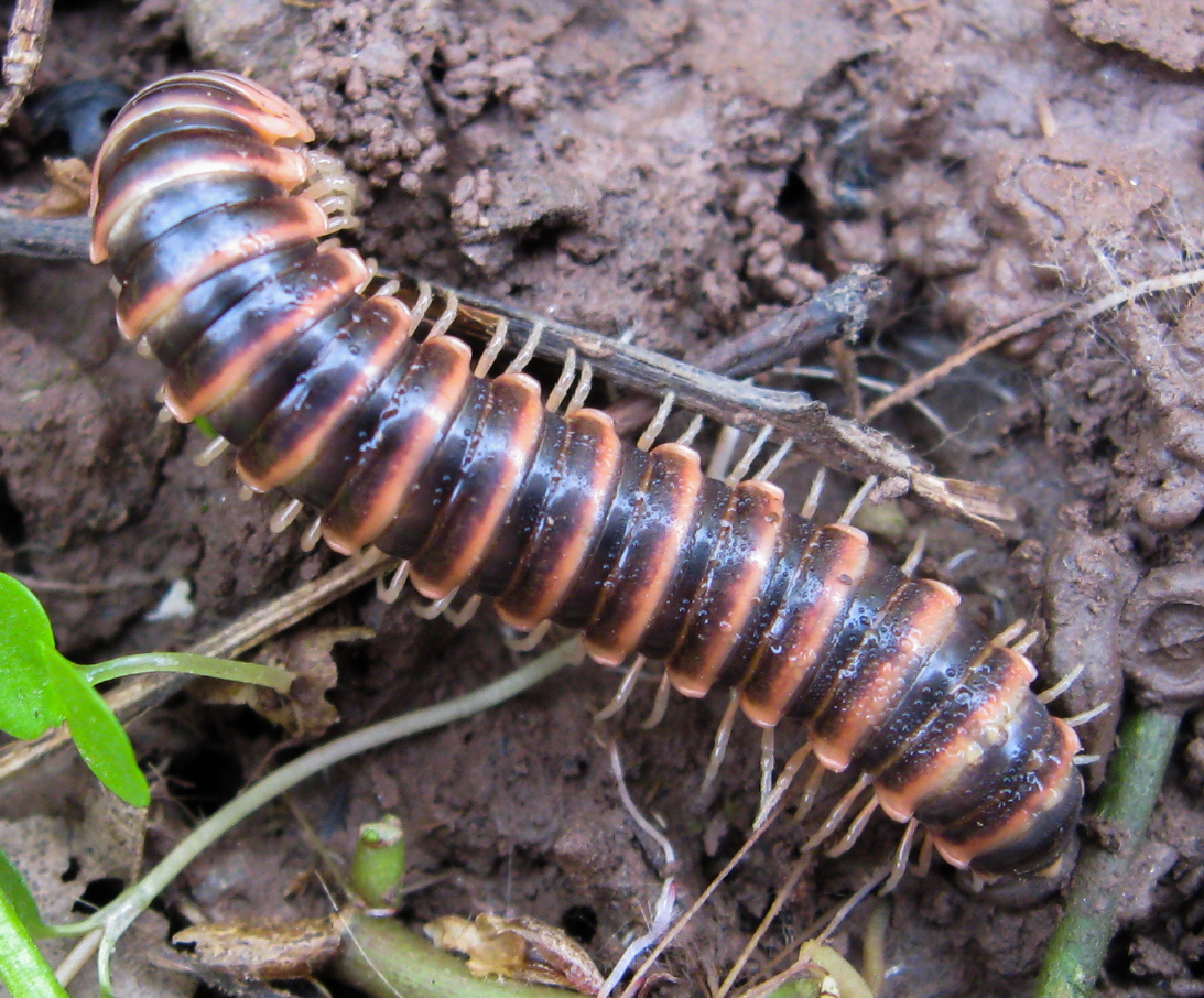 Normal Biology: Choosing my favorite millipede