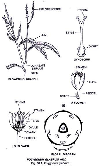 PLANT FAMILIES OF PUERTO RICO AND FLORIDA PAPO VIVES: POLYGONÁCEAE NUM ...