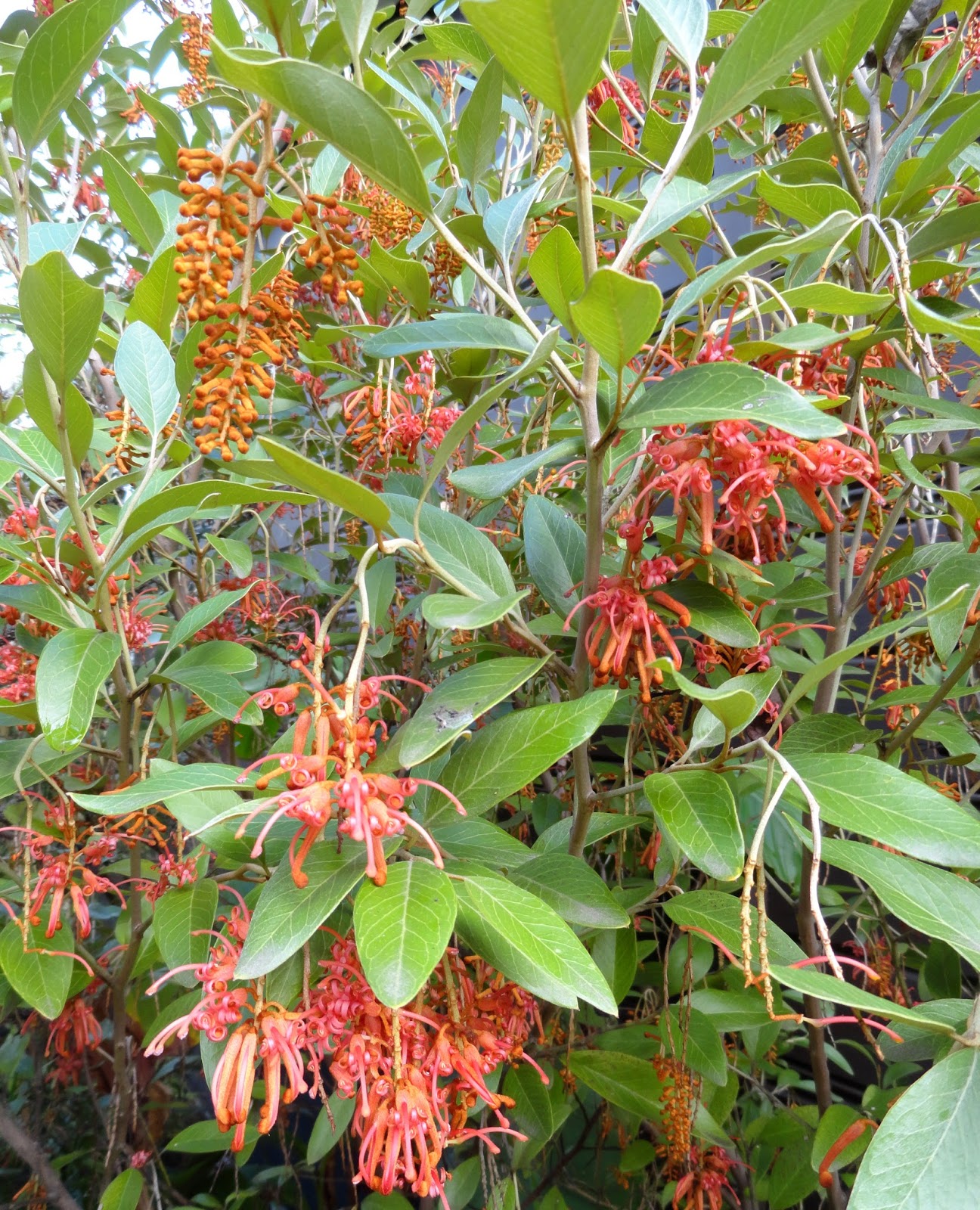 danger garden: In a Vase on Monday — once more with autumn before I ...