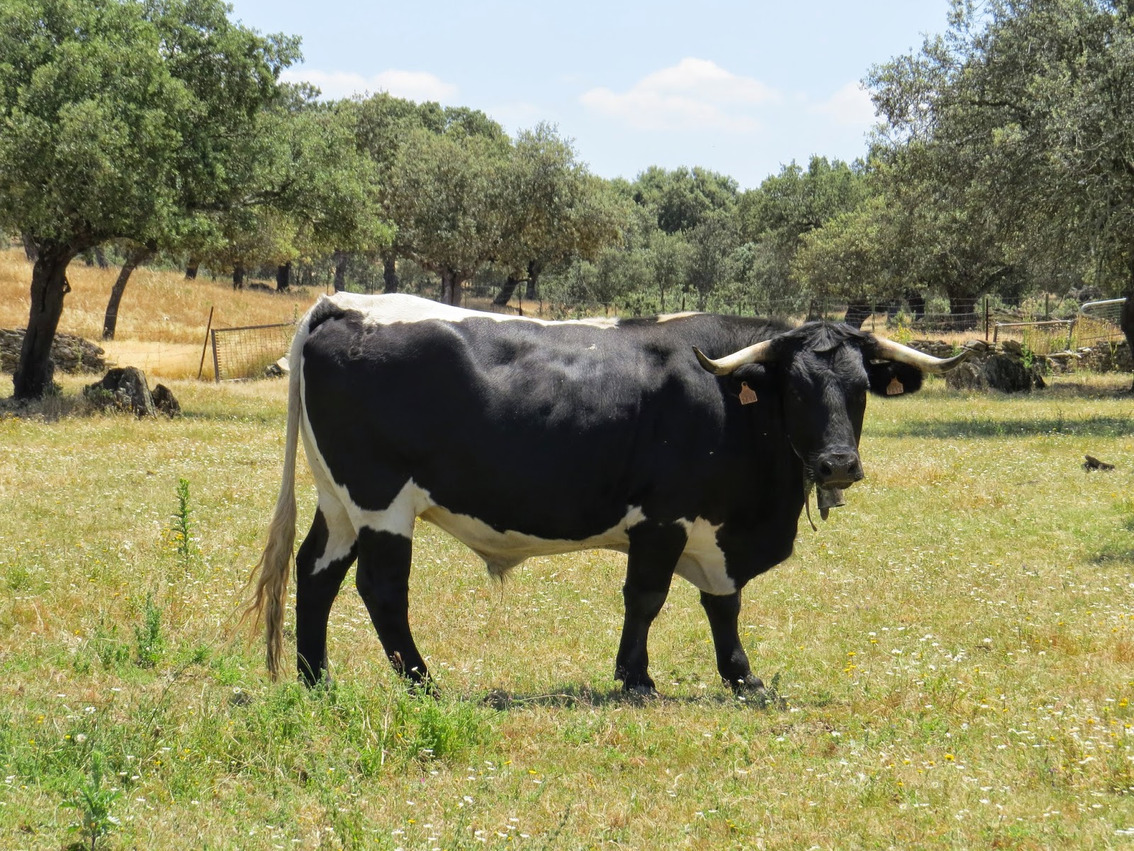 SEMENTALES BERRENDOS: BUEYES