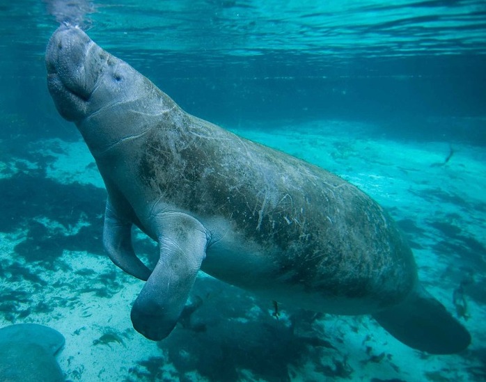 Peixes-boi serão devolvidos à natureza no Amazonas.