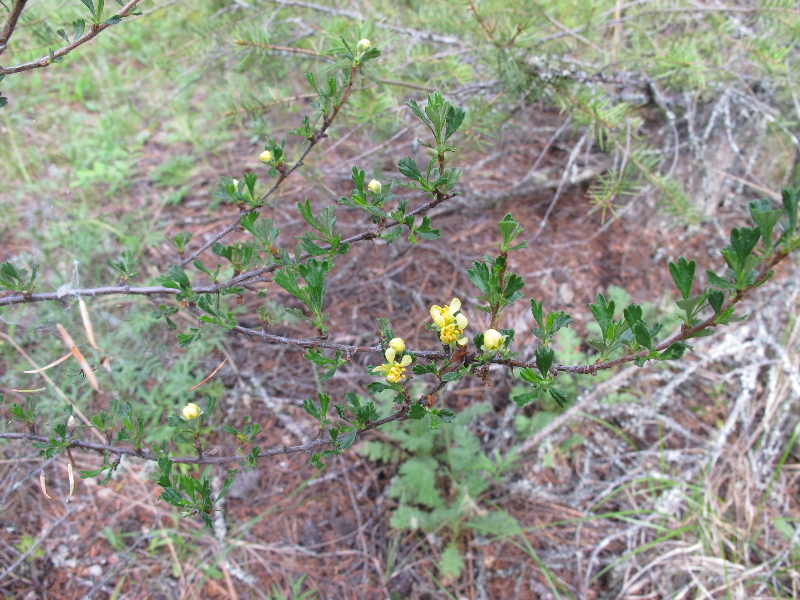 The Cranbrook Guardian: Antelope Bush and Buffalo Berry/Currant