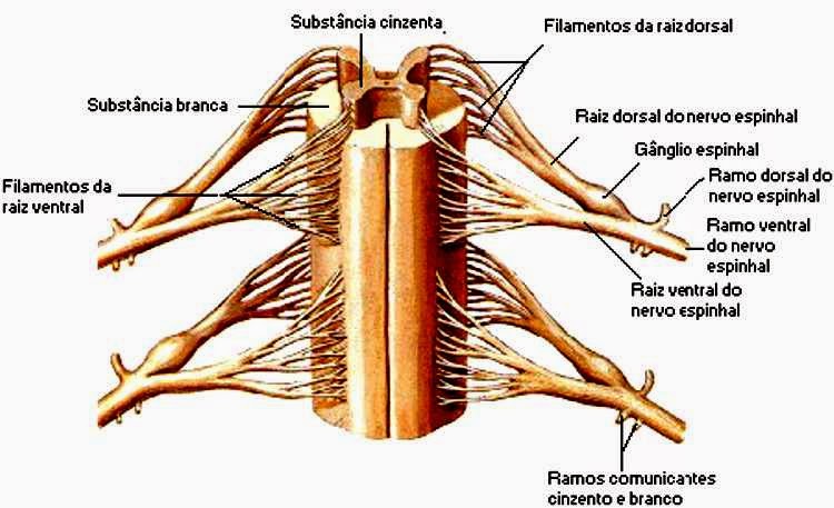 Medicina - facilitando fontes: COMPRESSÃO RADICULAR: COMO IDENTIFICAR ...