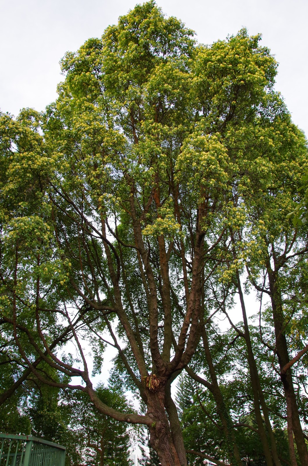 Trees and Plants: Tembusu