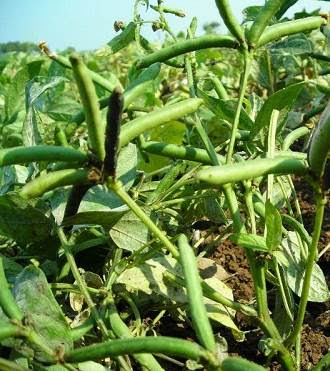 Harvesting of Urad Crop in Maharashtra Likely to Begin in Mid-September