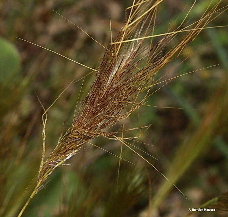 Naturaleza Viva: Stipa capensis Thunb. Fam: Poaceae