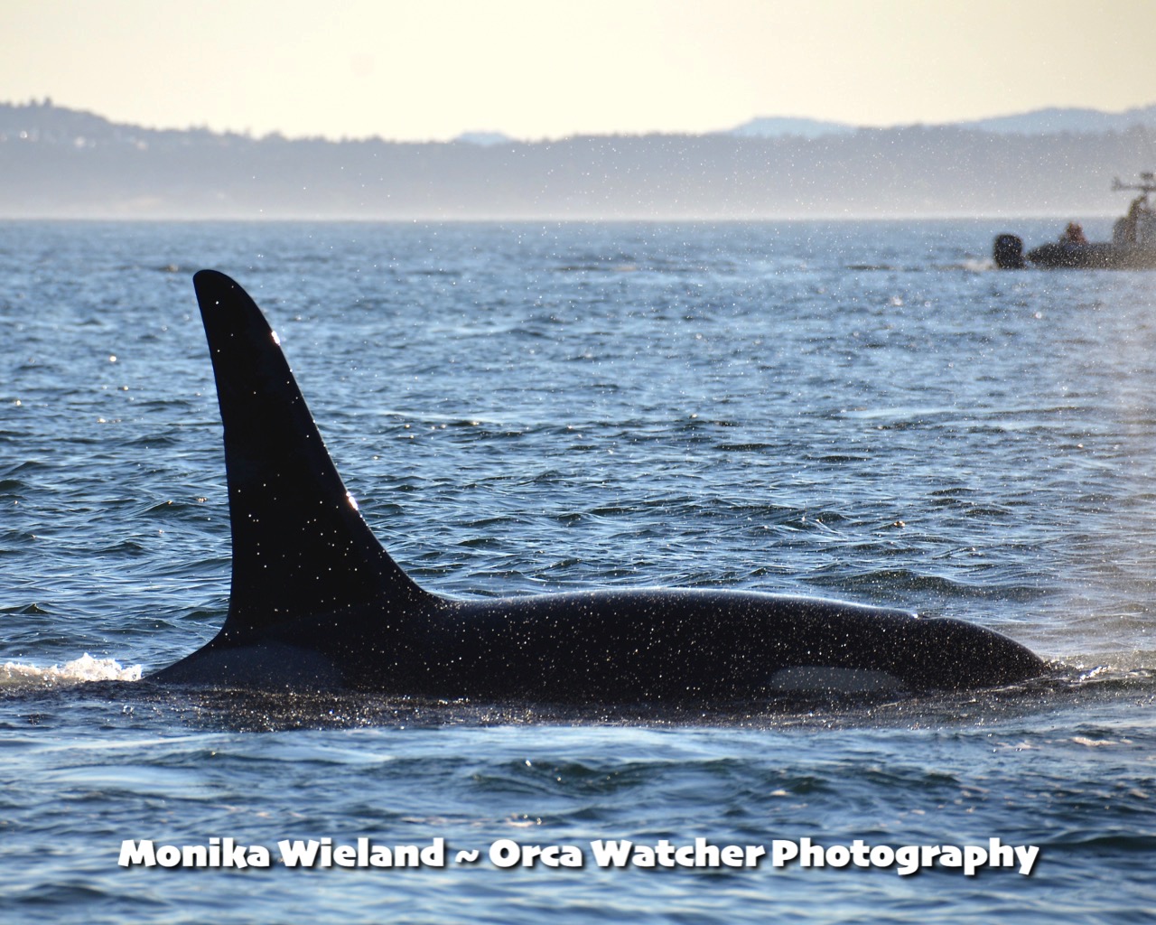 Orca Watcher: July 13th: Epic Evening With J-Pod