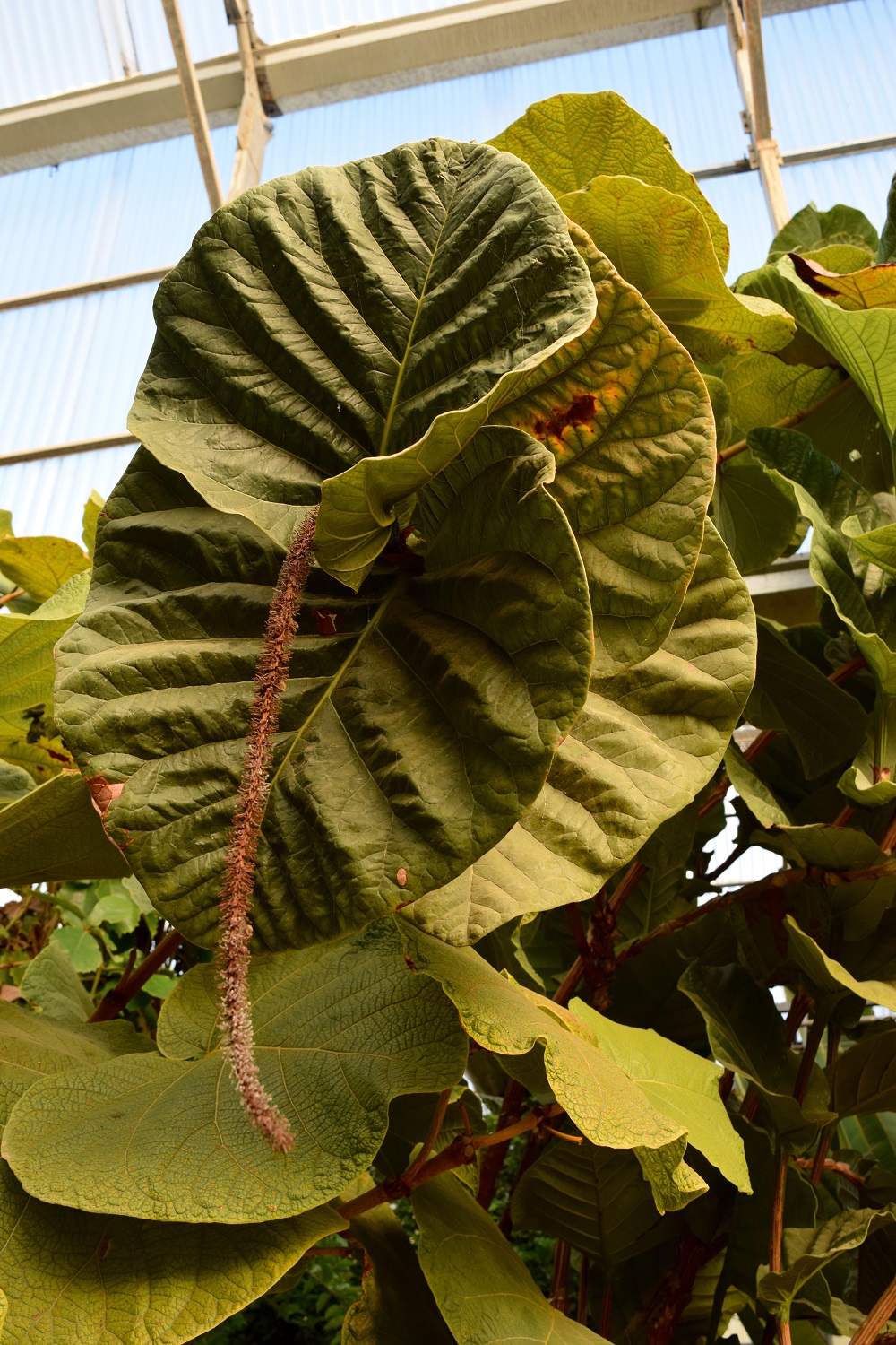 Centro Integrado de Paisajismo y Agroecología, S.Coop.And. (CENINPA ...