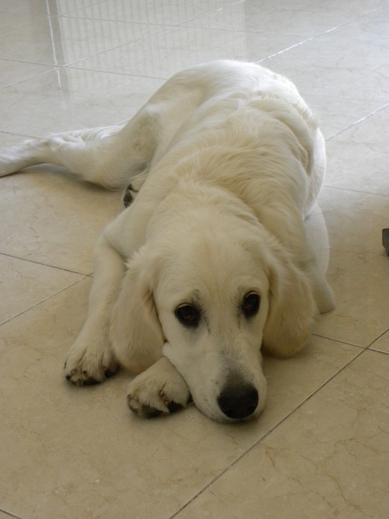 Travels - Ballroom Dancing - Amusement Parks: Tessa our Golden ...