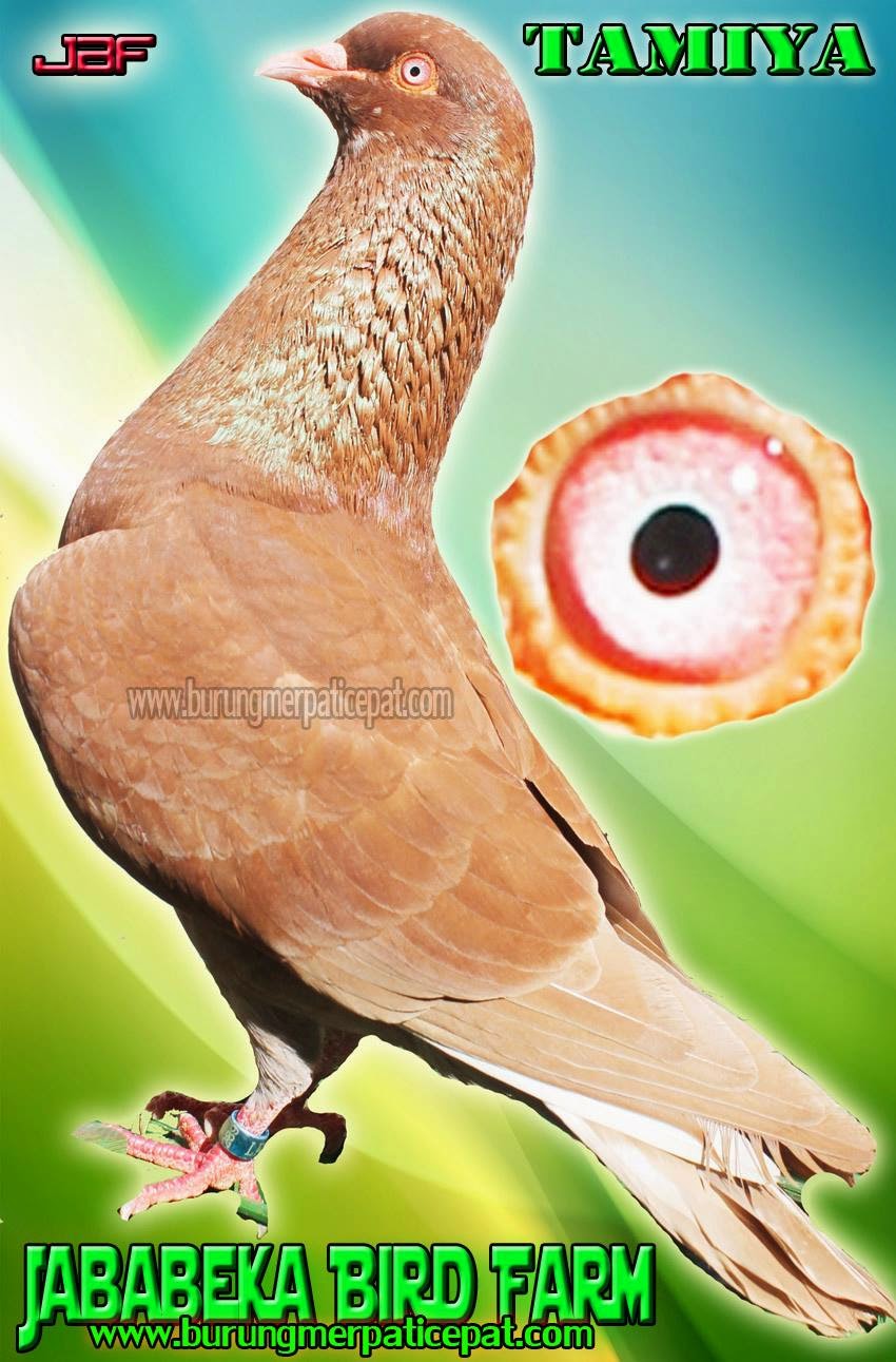 (0287) 382807 / 085228600358 / 085329515425 Burung Merpati Juara ...