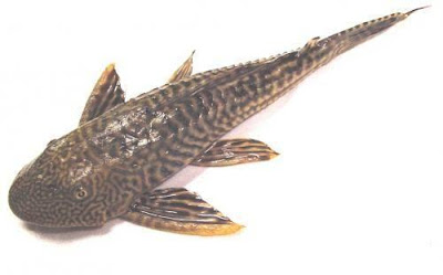 JANITOR FISH FUEL - Stunning Interesting Facts