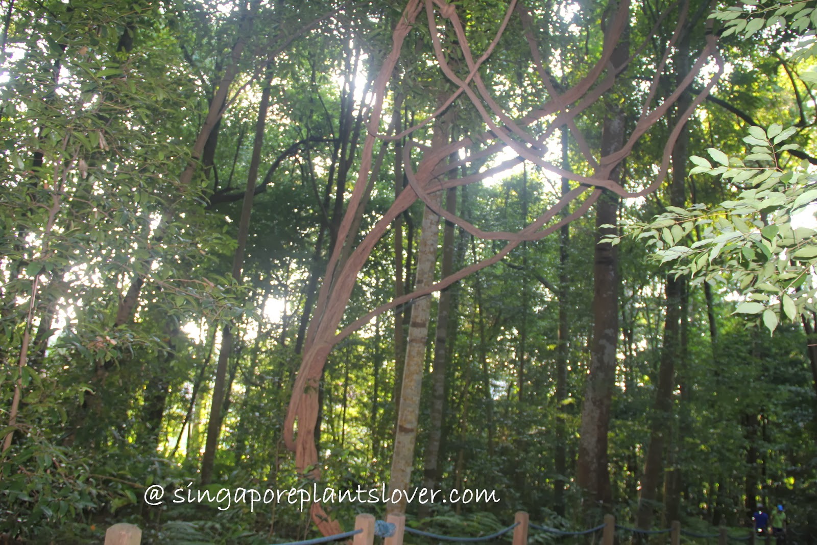 Singapore Plants Lover: Liana Plants