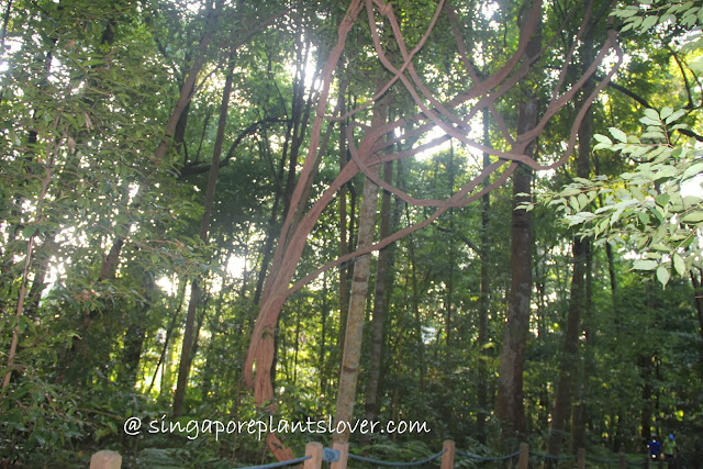 Singapore Plants Lover: Liana Plants