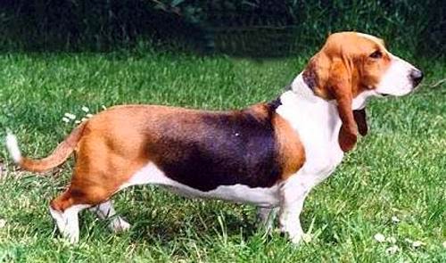 Basset artesien normand o Basset artesiano normando