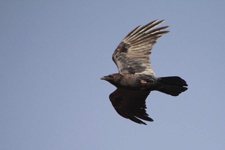 Birds of Saudi Arabia: Some typical desert birds near Tabuk – Bird ...