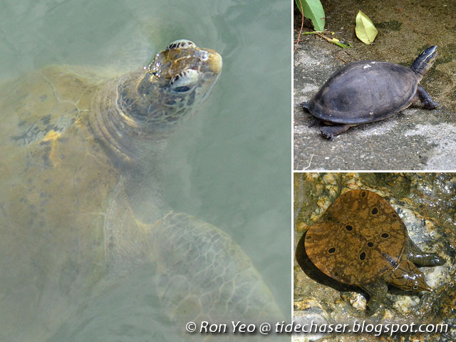 tHE tiDE cHAsER: Reptiles (Phylum Chordata: Class Reptilia) of Singapore