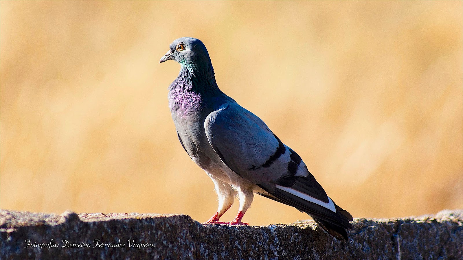 Paloma , 2 fotos | Fotografía Demetrio Fernández