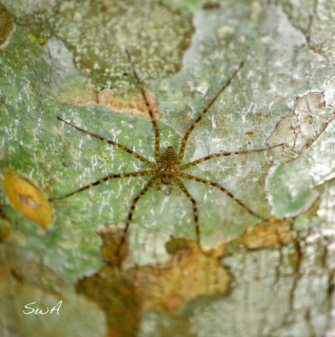 Tropical Biodiversity - Santarém - Pará - Brasil: Spider on tree