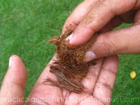 Practical Gardening: Steps for Air Layering or Marcotting