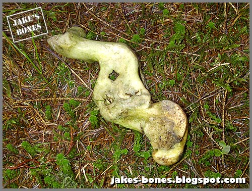 Strange bones #10: the zigzag bone : Jake's Bones