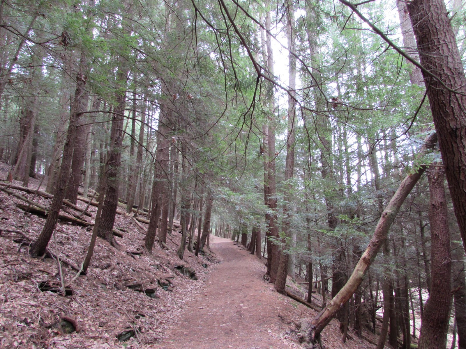 Cook Forest State Park: Tranquil Old Growth Forest, the Clarion River ...