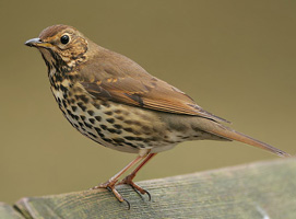 British thrush bird ~ unique animal wallpapers