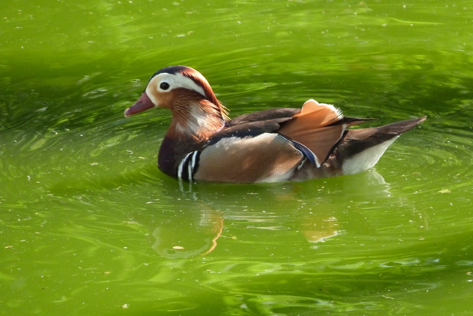 Frumusetile naturii: Rata mandarin (Aix galericulata)