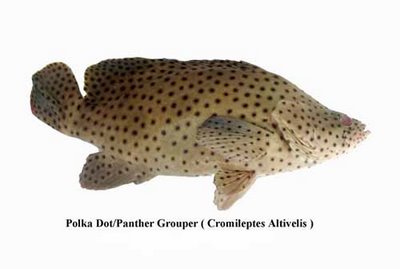 Kerapu | Budidaya Ikan | Ikan Hias | Resep Ikan | Gambar dan Video