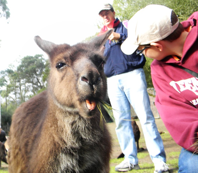 Rejoicing in the Adventure: Compelling Kangaroo information